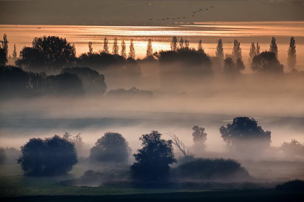 Das Aachried bei Radolfzell im Nebel - Sommer 2011